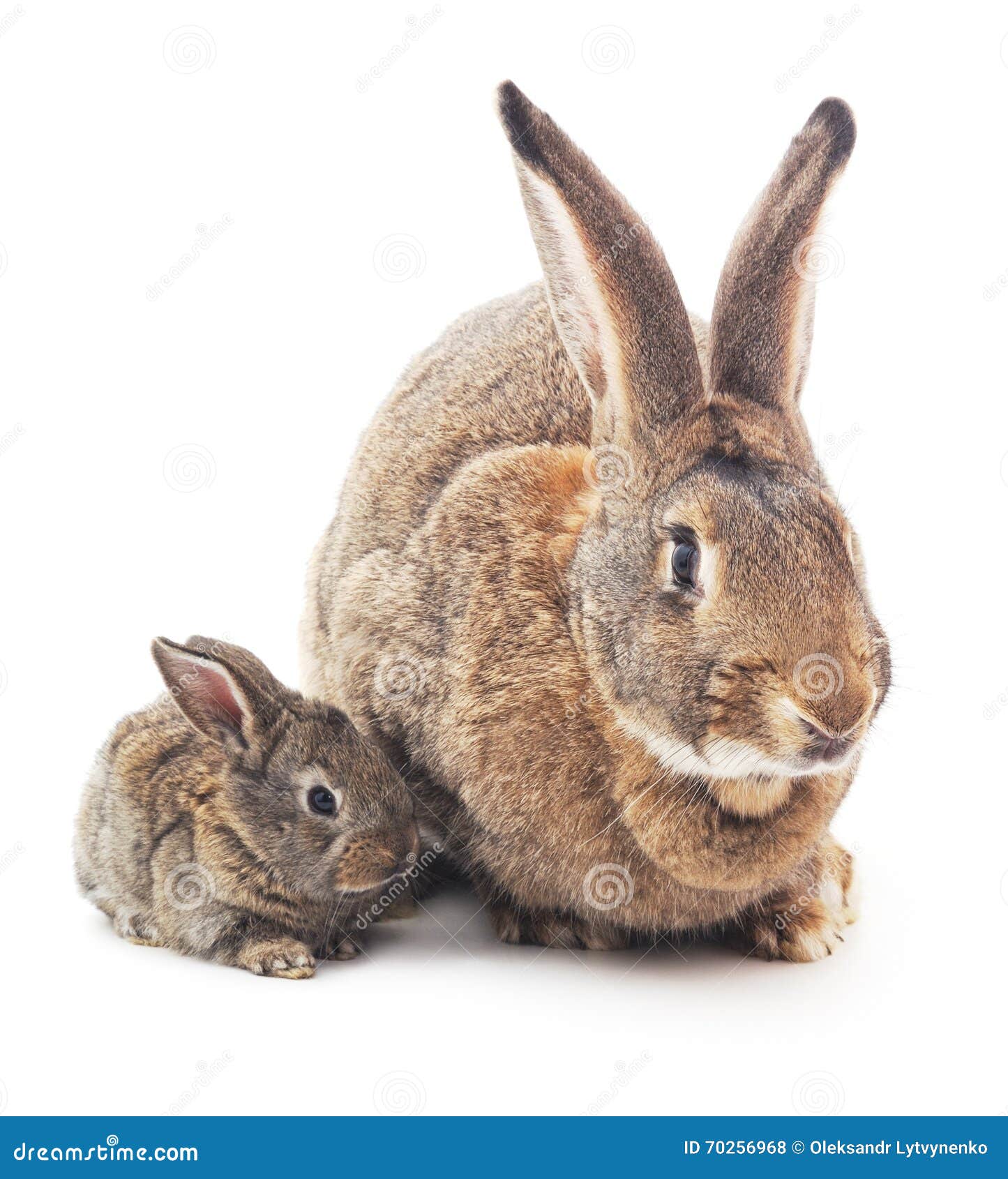 Rabbit with baby. stock photo. Image of fluffy, concepts - 70256968