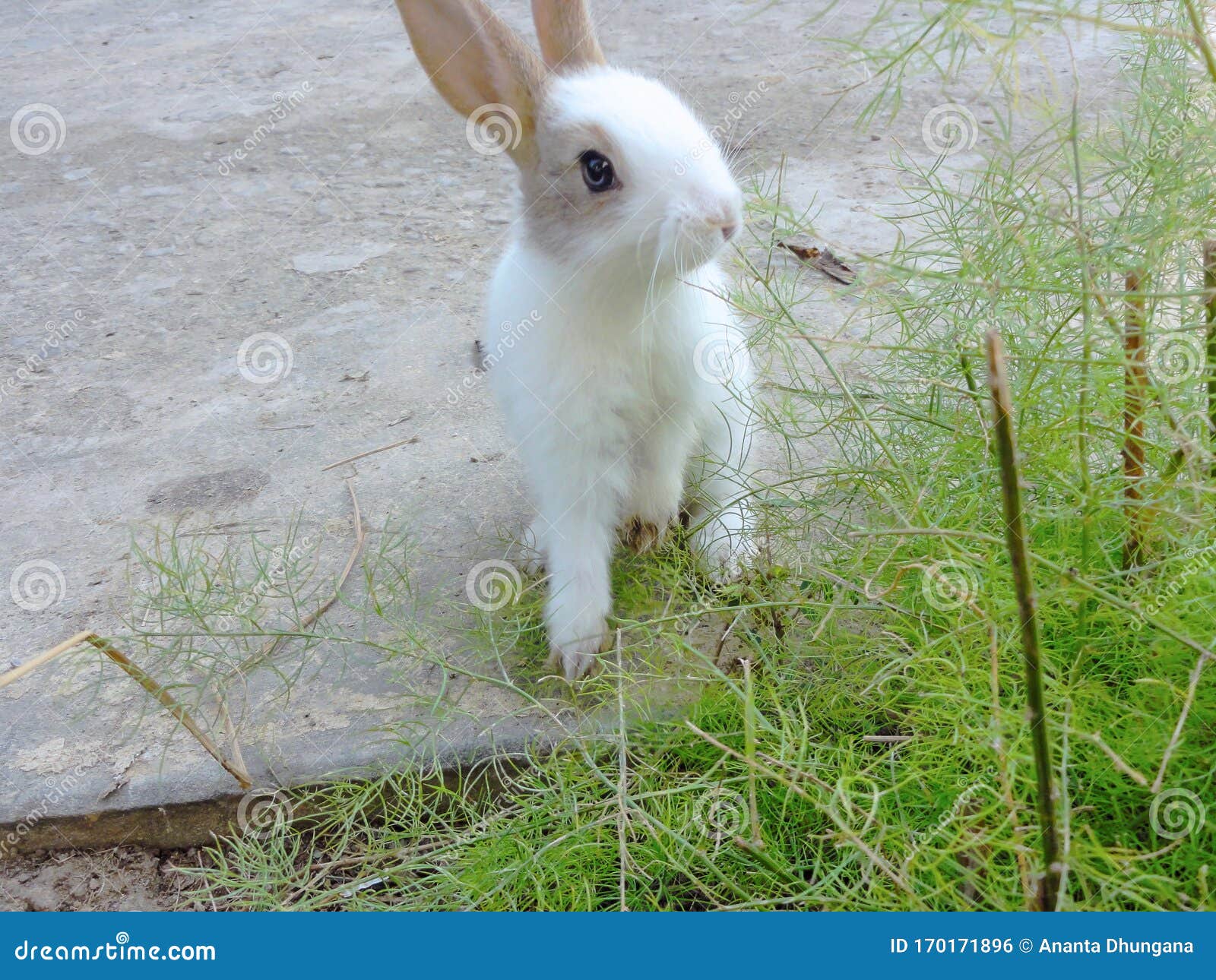 Rabbit Baby Looking at the Side Stock Photo - Image of rabbit, nose ...