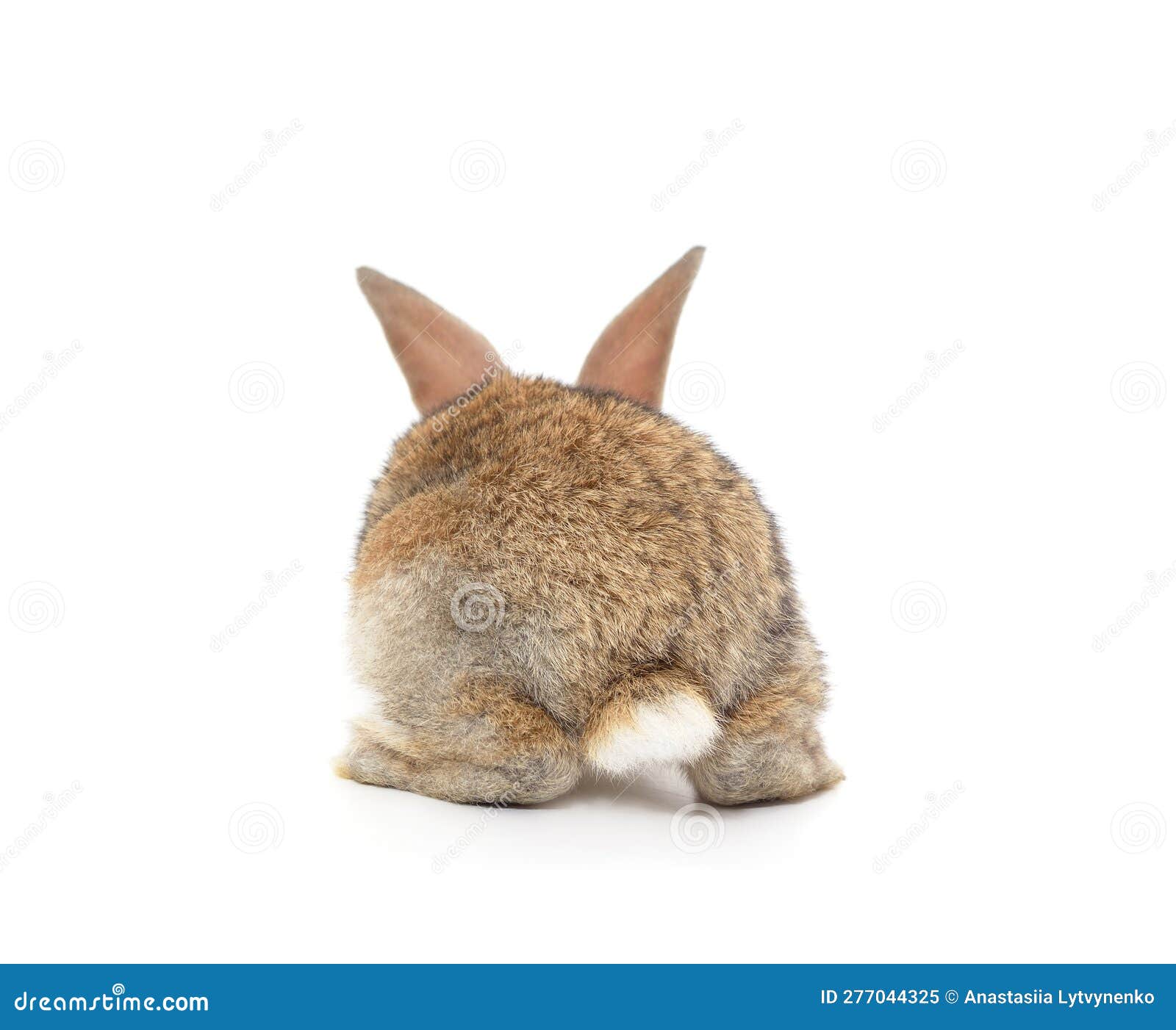 The rabbit back is turned stock image. Image of easter - 277044325