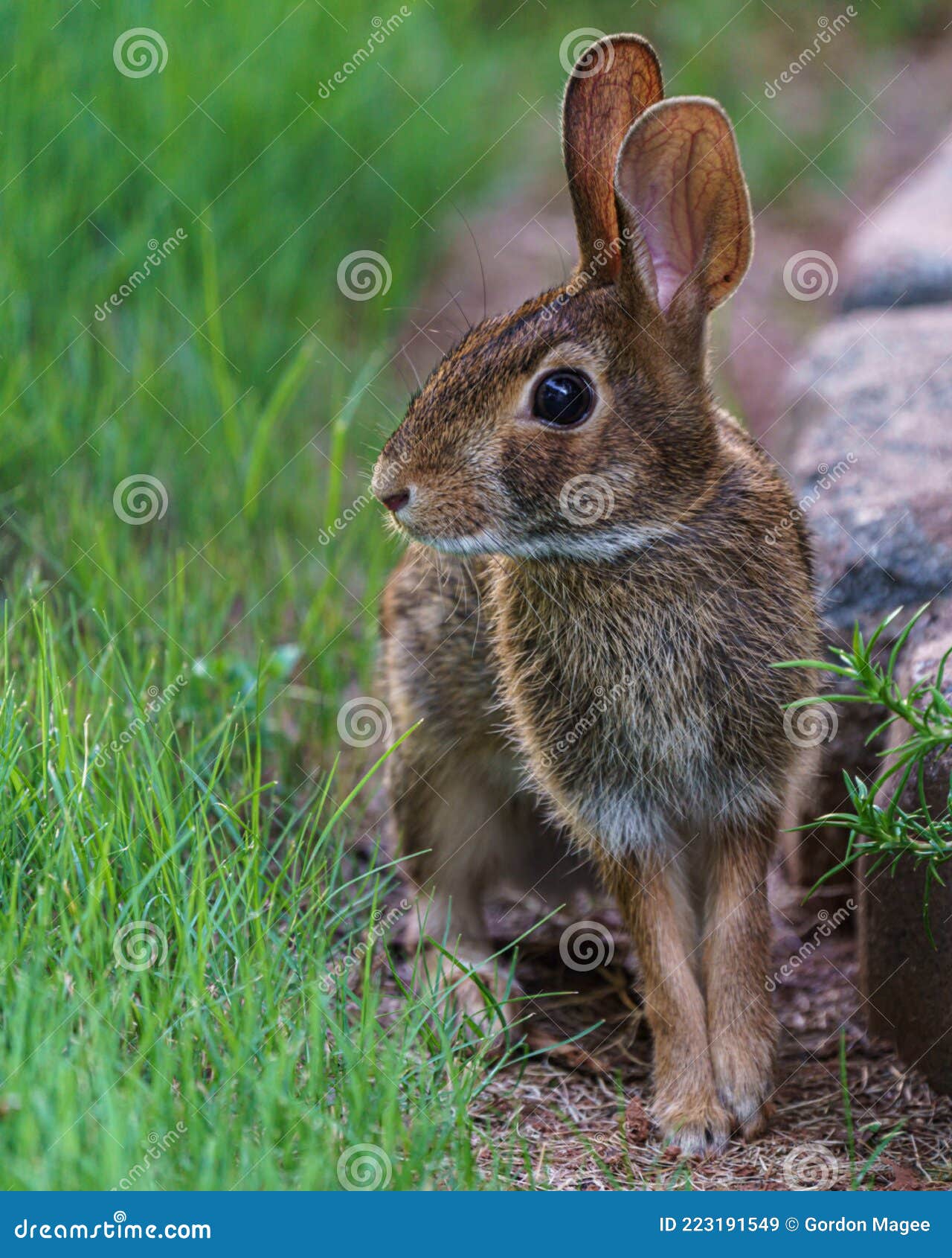 Rabbit in backyard stock image. Image of backyard, green - 223191549