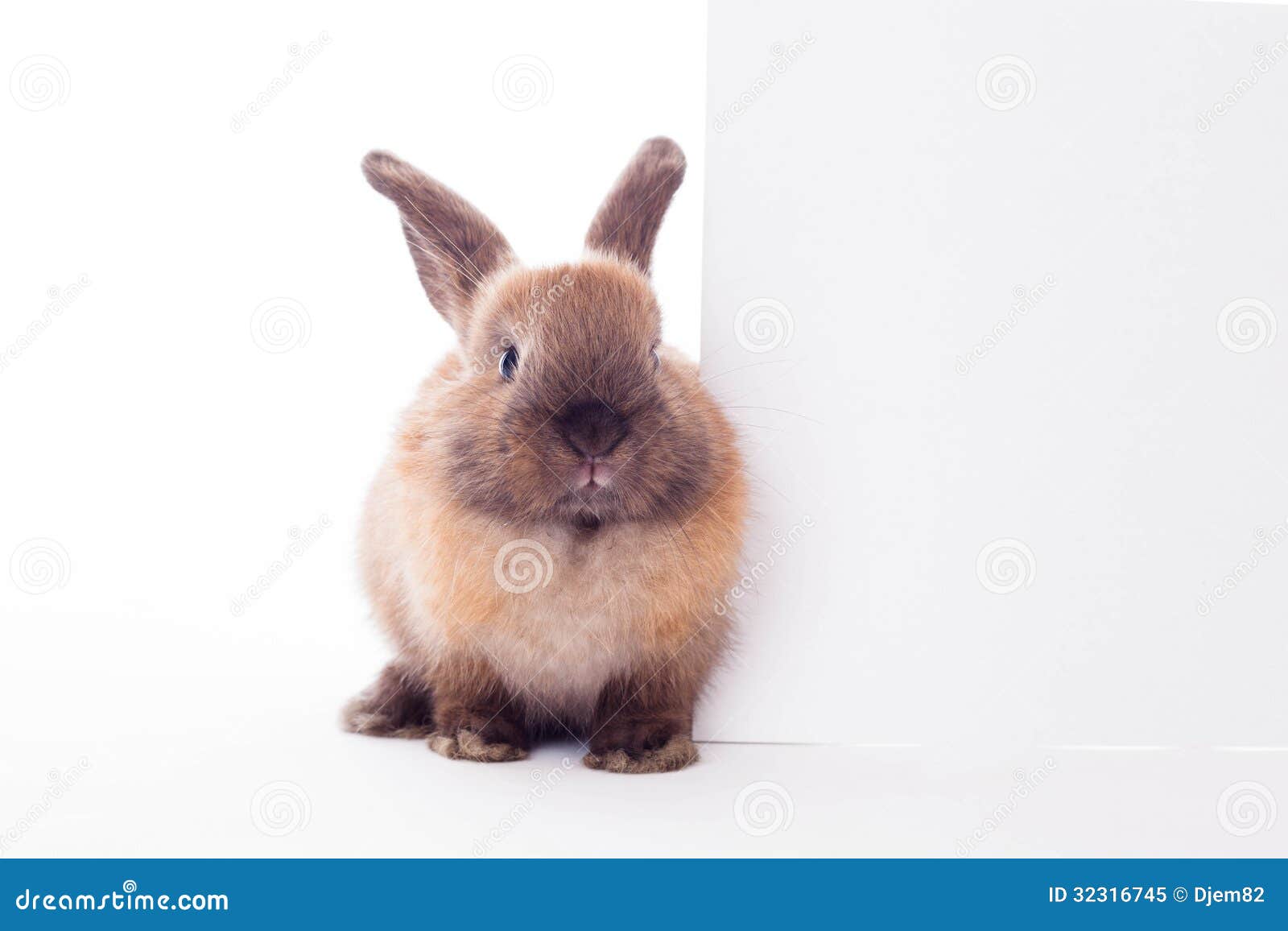 Rabbit with banner. stock image. Image of clean, farm - 32316745