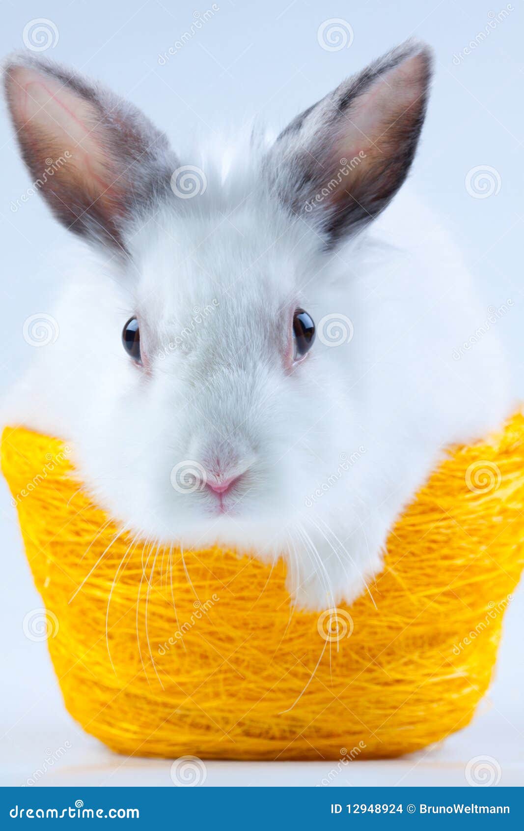 Rabbit in Basket stock photo. Image of hare, basket, easter - 12948924