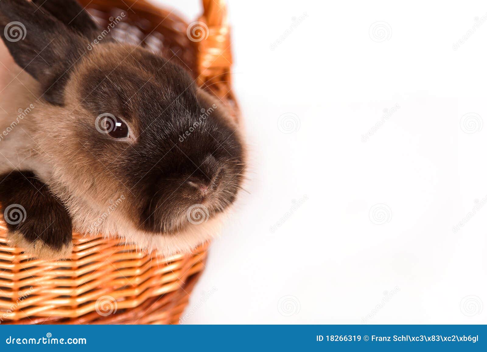 Rabbit in a basket stock image. Image of indoors, leporidae - 18266319
