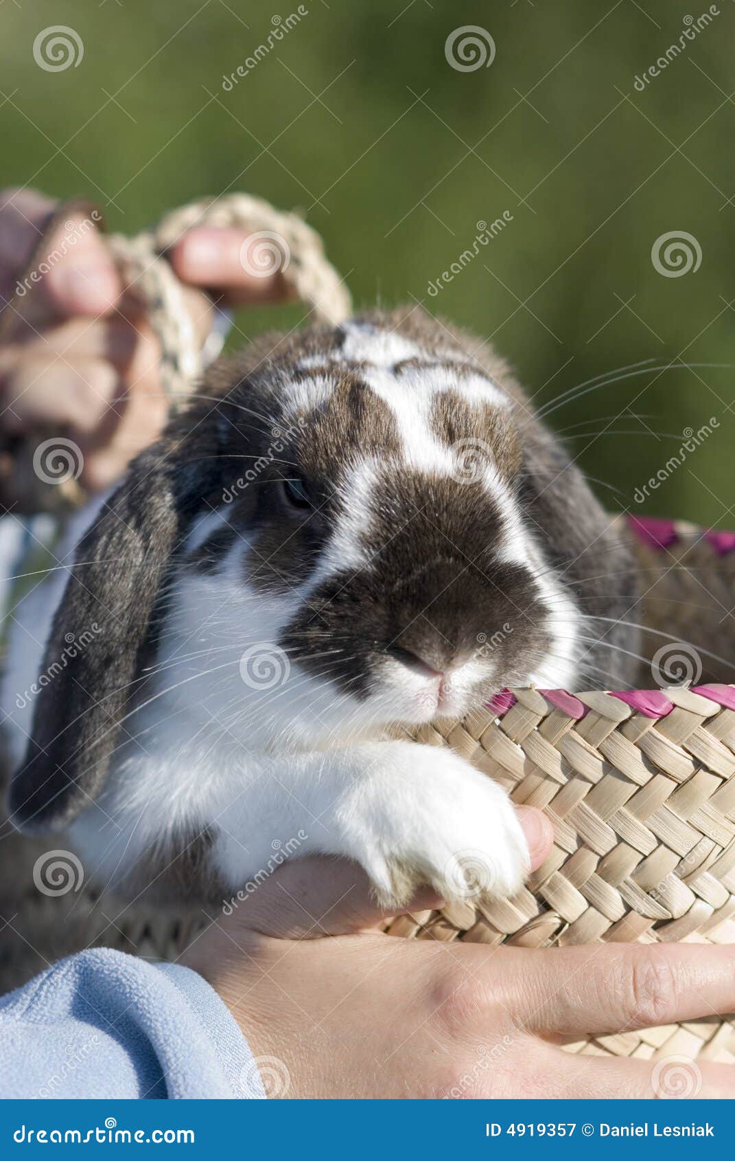 Rabbit in a basket stock image. Image of basket, muzzle - 4919357