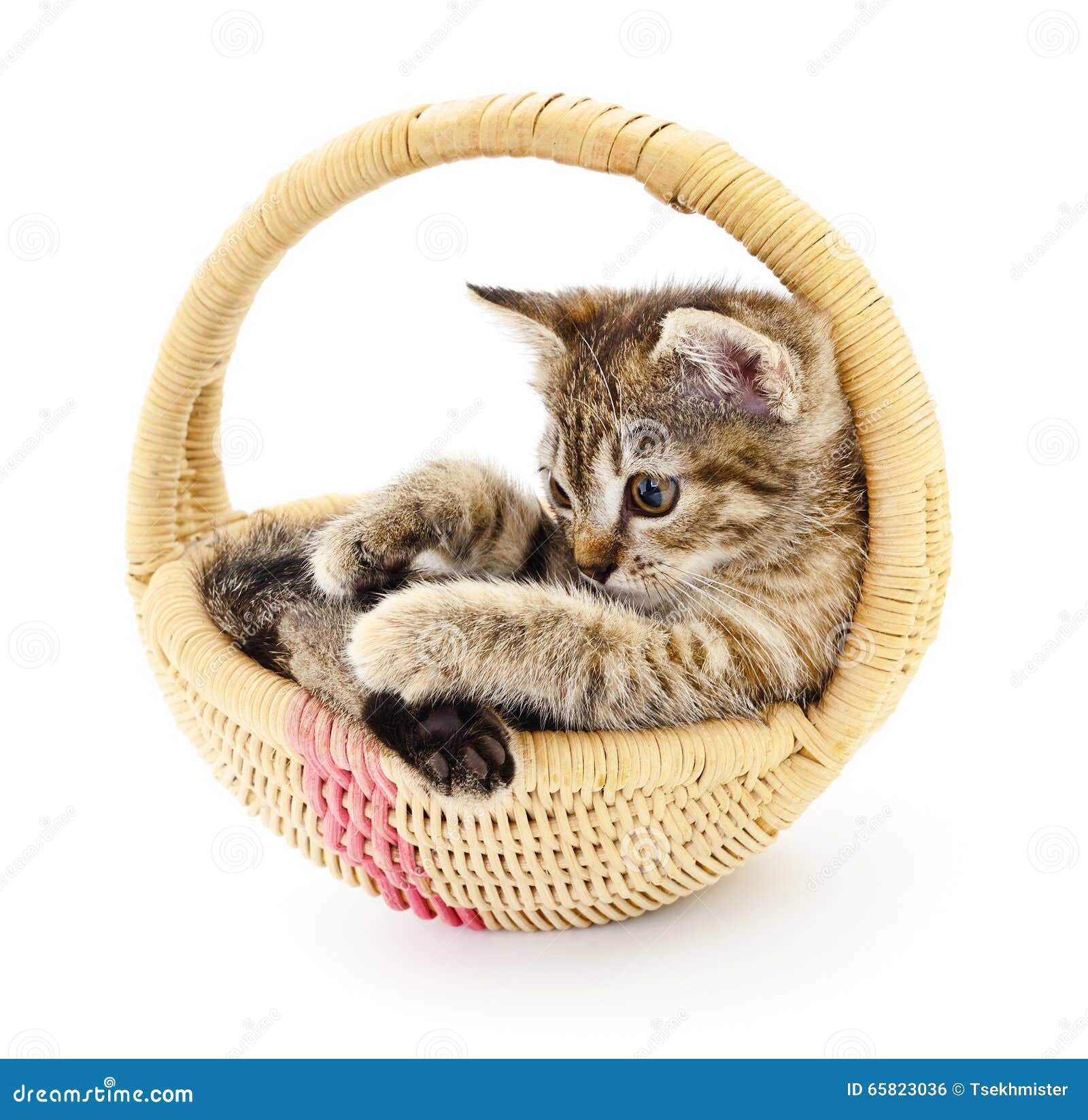 Rabbit in basket stock photo. Image of holiday, animals - 65823036