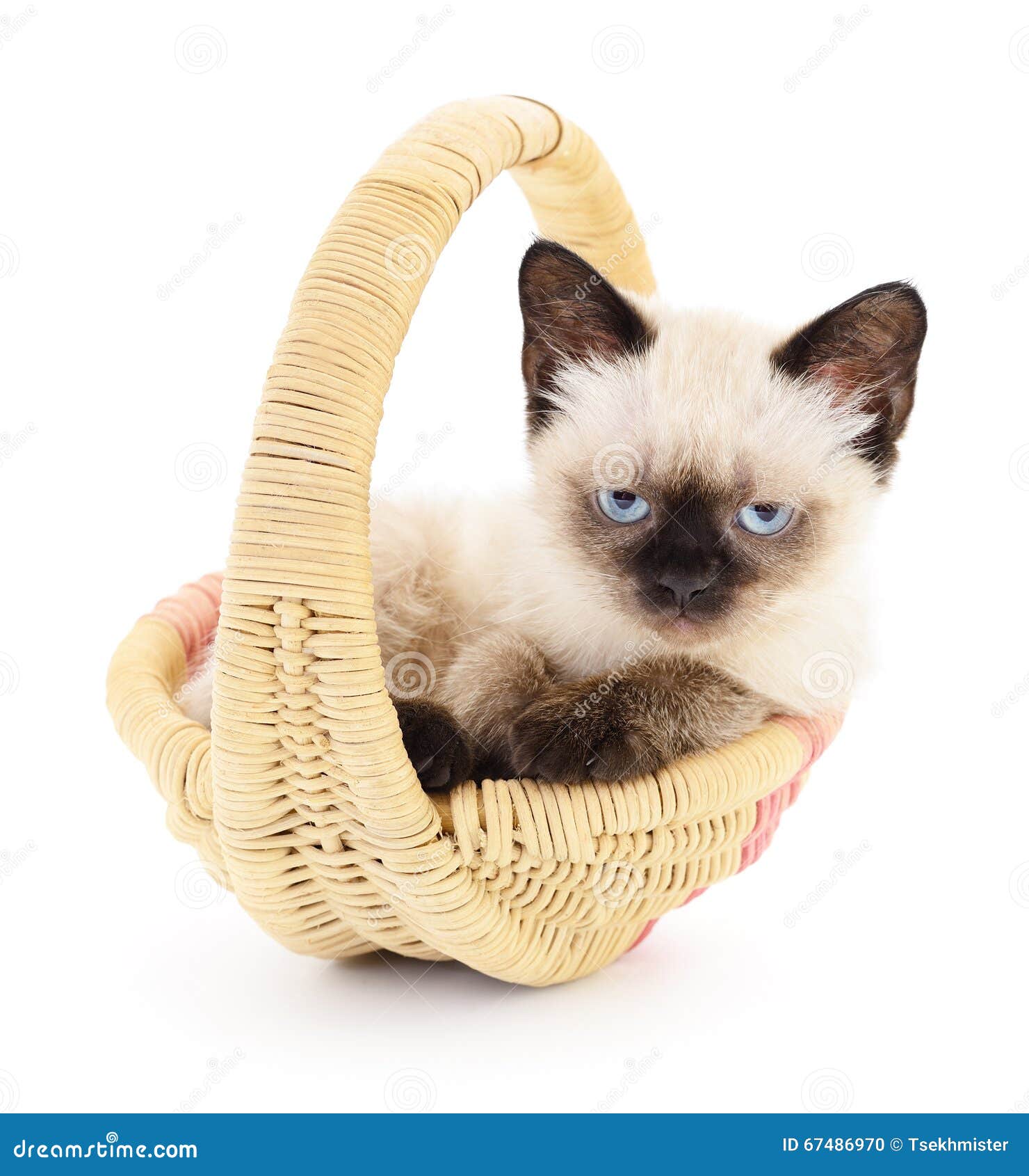 Rabbit in basket stock photo. Image of easter, animals - 67486970