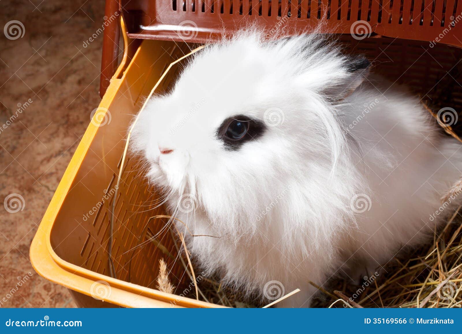 Rabbit in a basket stock photo. Image of carrying, animal - 35169566