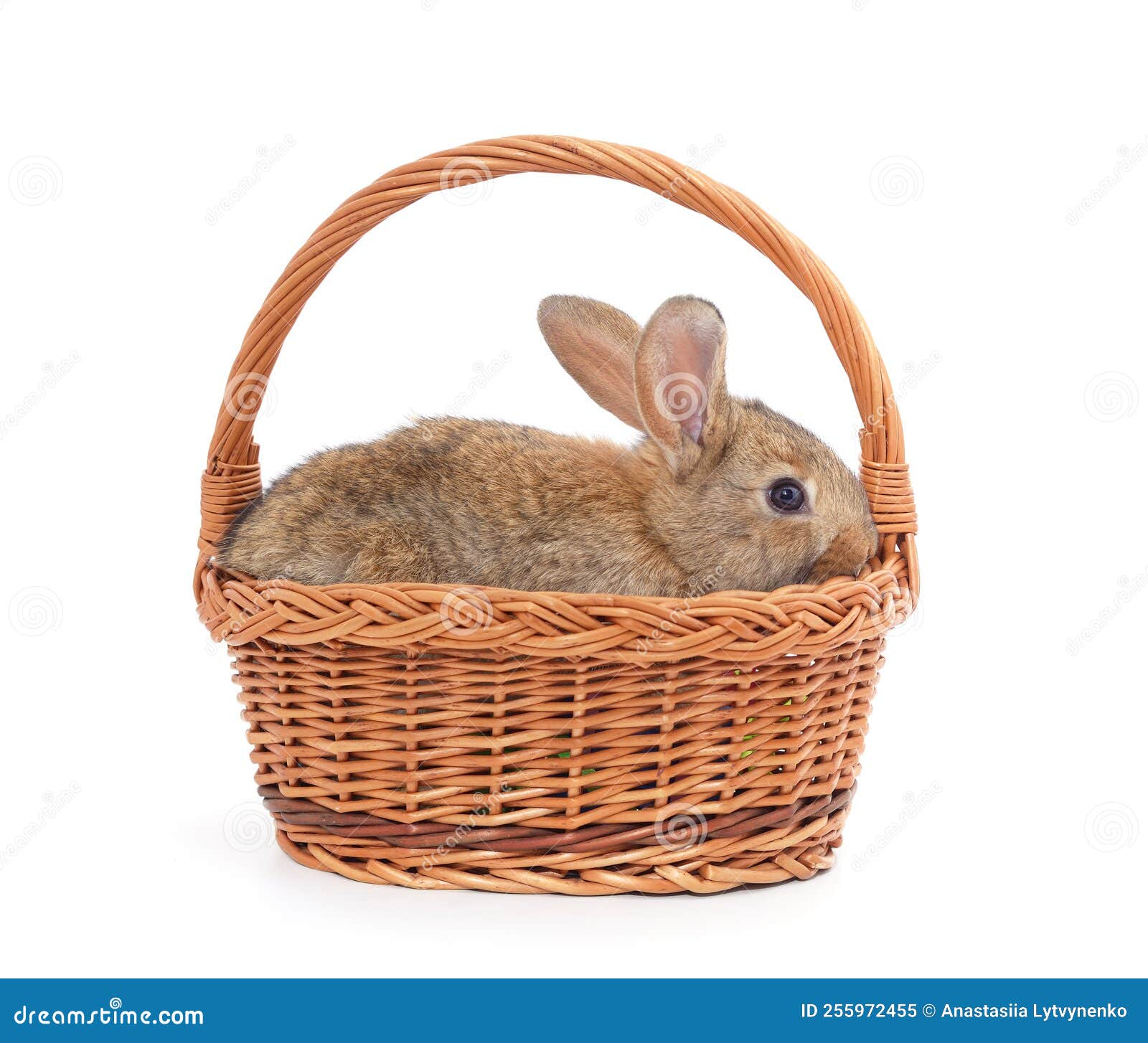 Rabbit in the basket stock image. Image of basket, fluffy - 255972455