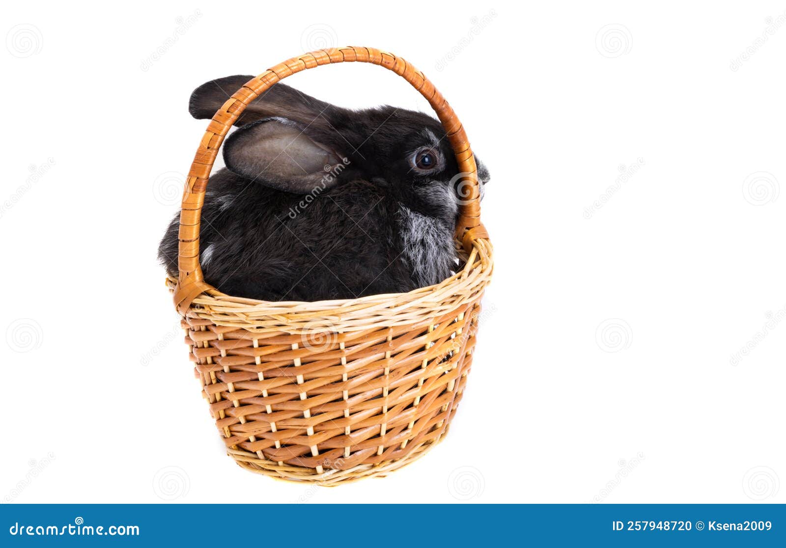 Rabbit in a Basket Isolated Stock Photo - Image of decoration, easter ...