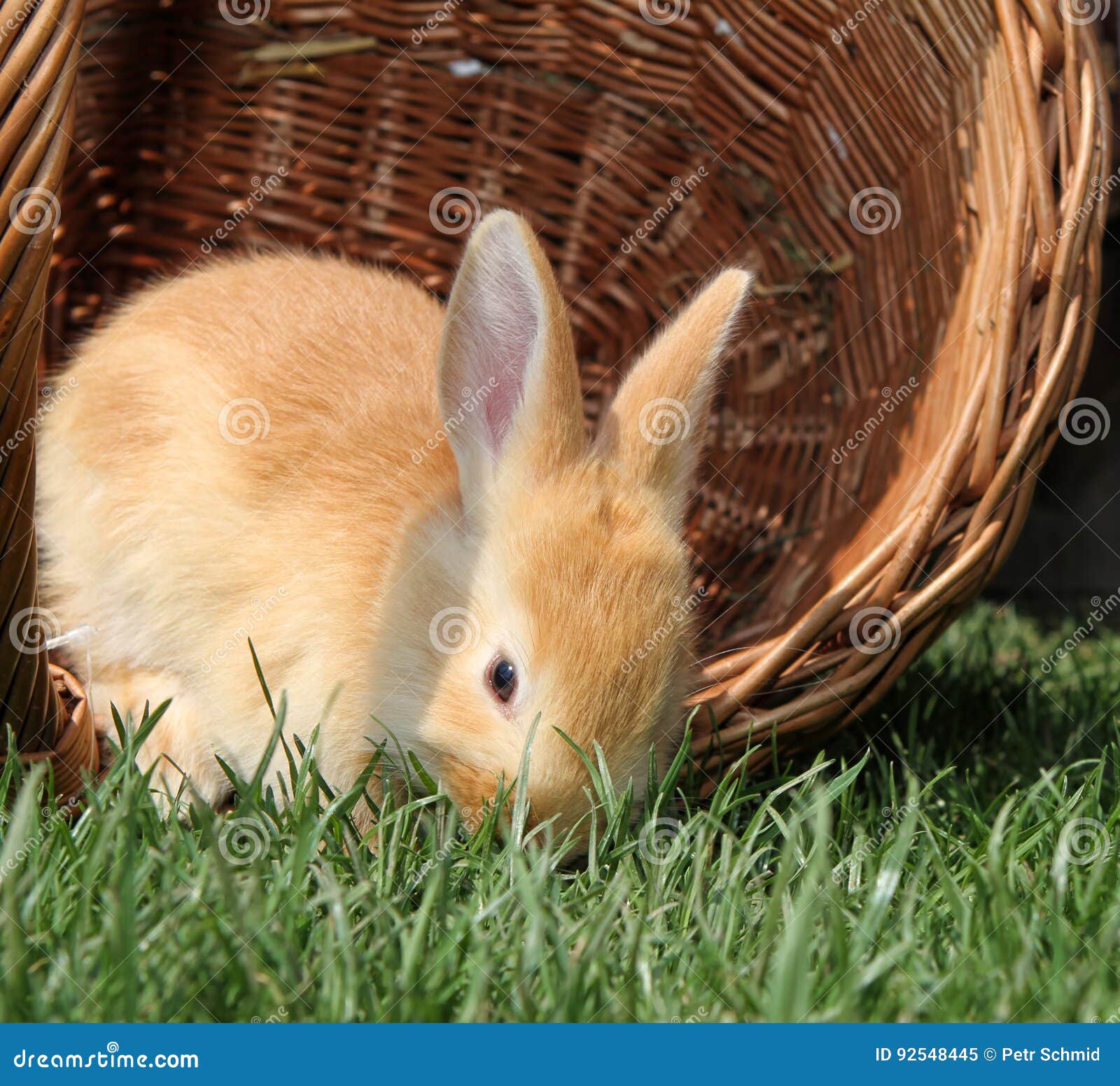 Rabbit in a basket stock image. Image of wooden, fauna - 92548445
