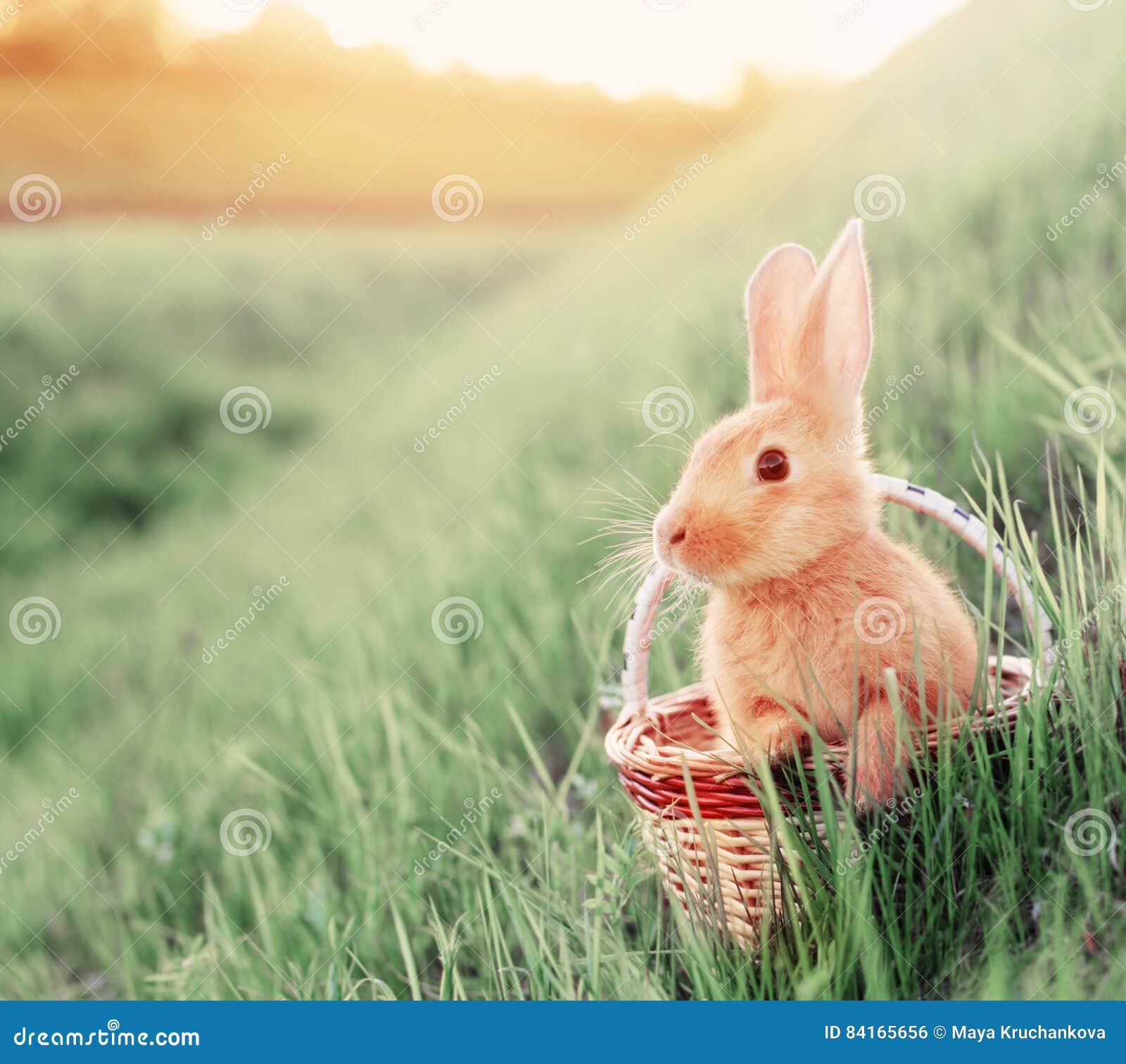 Rabbit in basket outdoor stock photo. Image of basket - 84165656