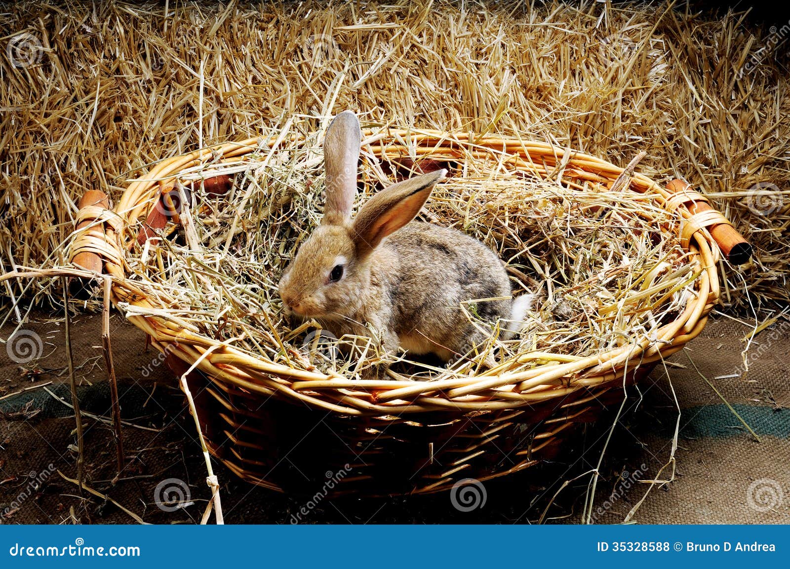Rabbit in a basket stock photo. Image of studio, rabbit - 35328588