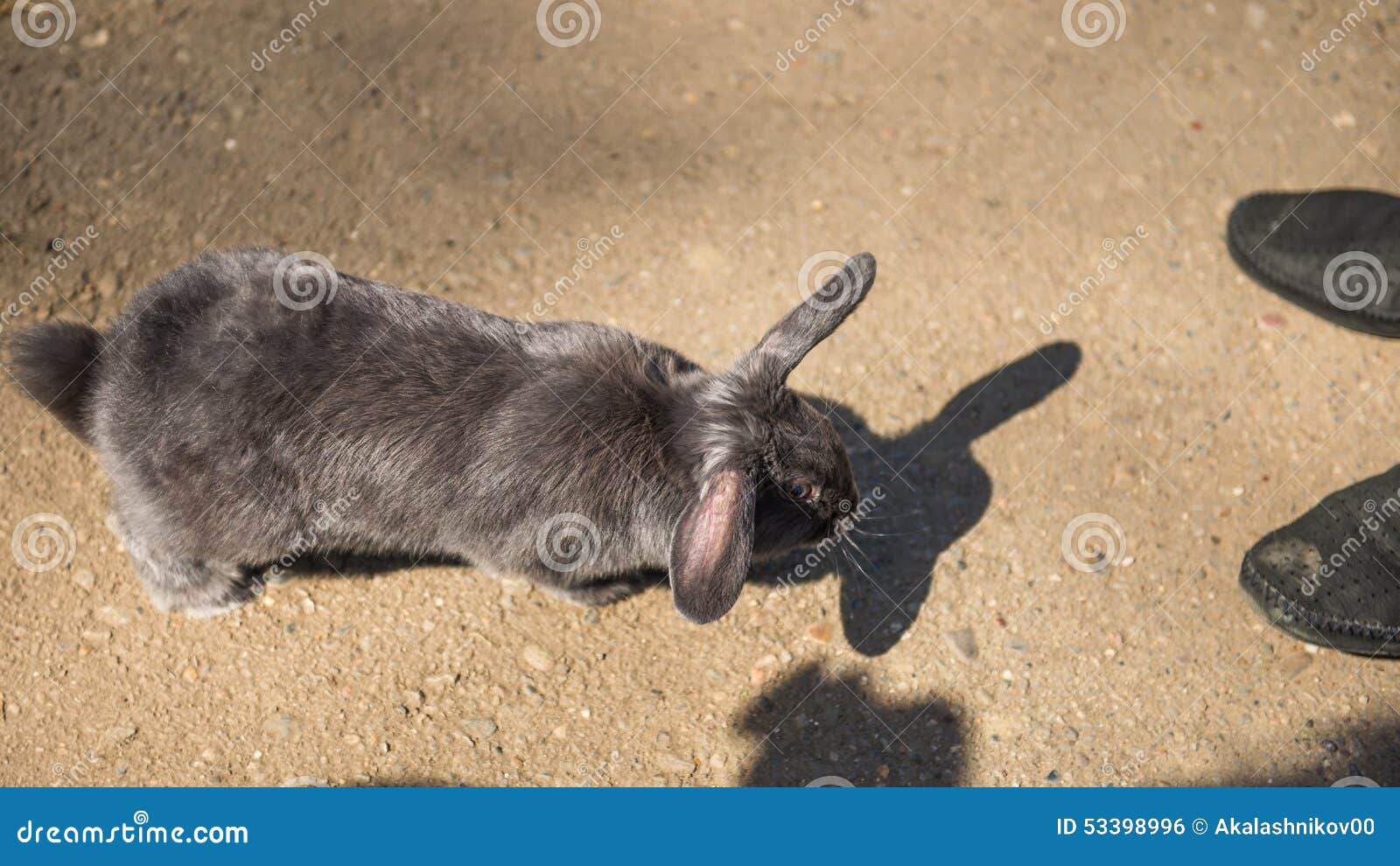 Rabbit Attacks Stock Photos - Free & Royalty-Free Stock Photos from ...