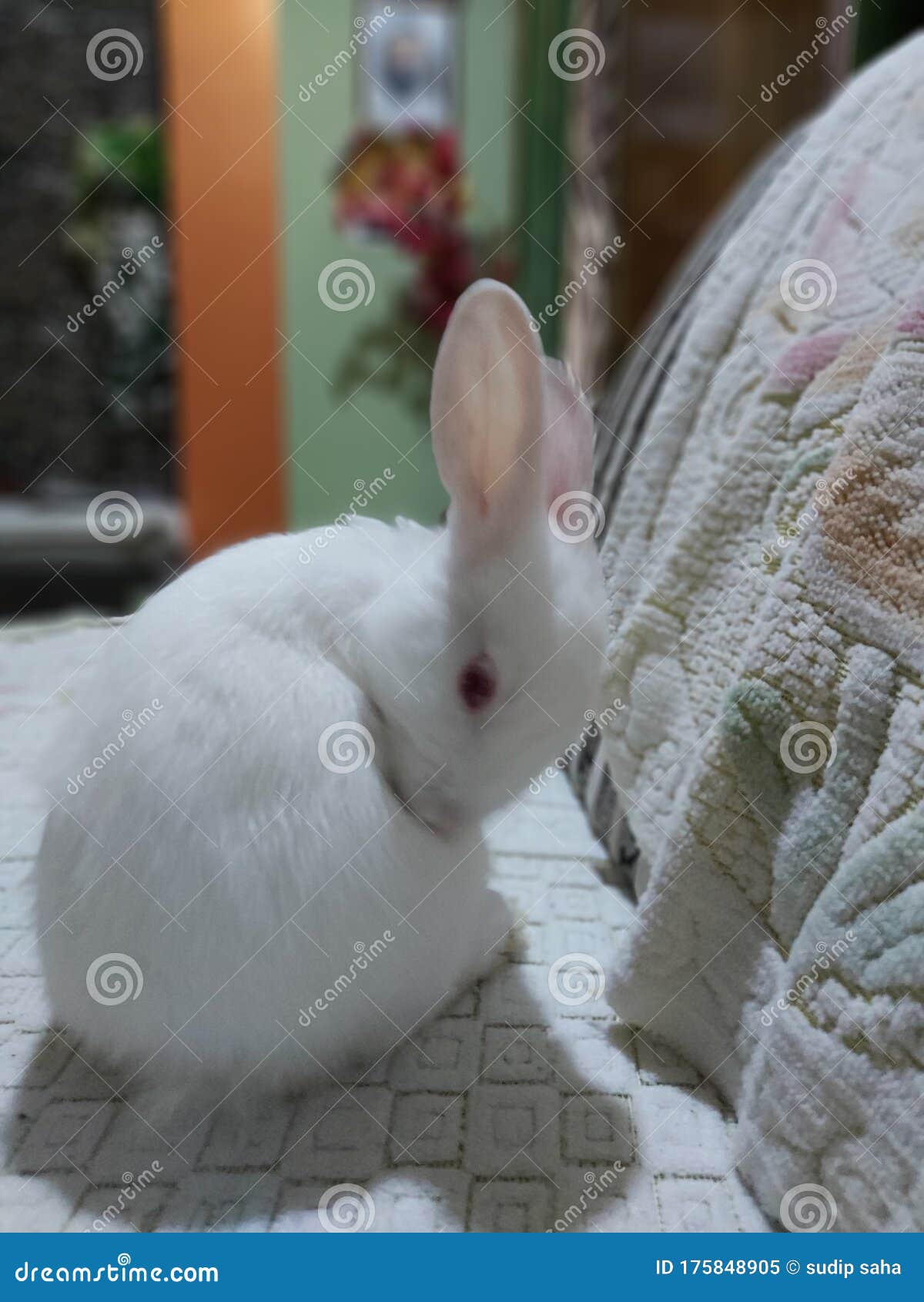 Rabbit beautiful picture stock image. Image of beautiful - 175848905