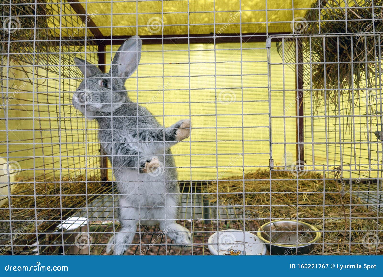 The Rabbit is Behind Bars Interested in Passing by a Wild Animal Stock ...