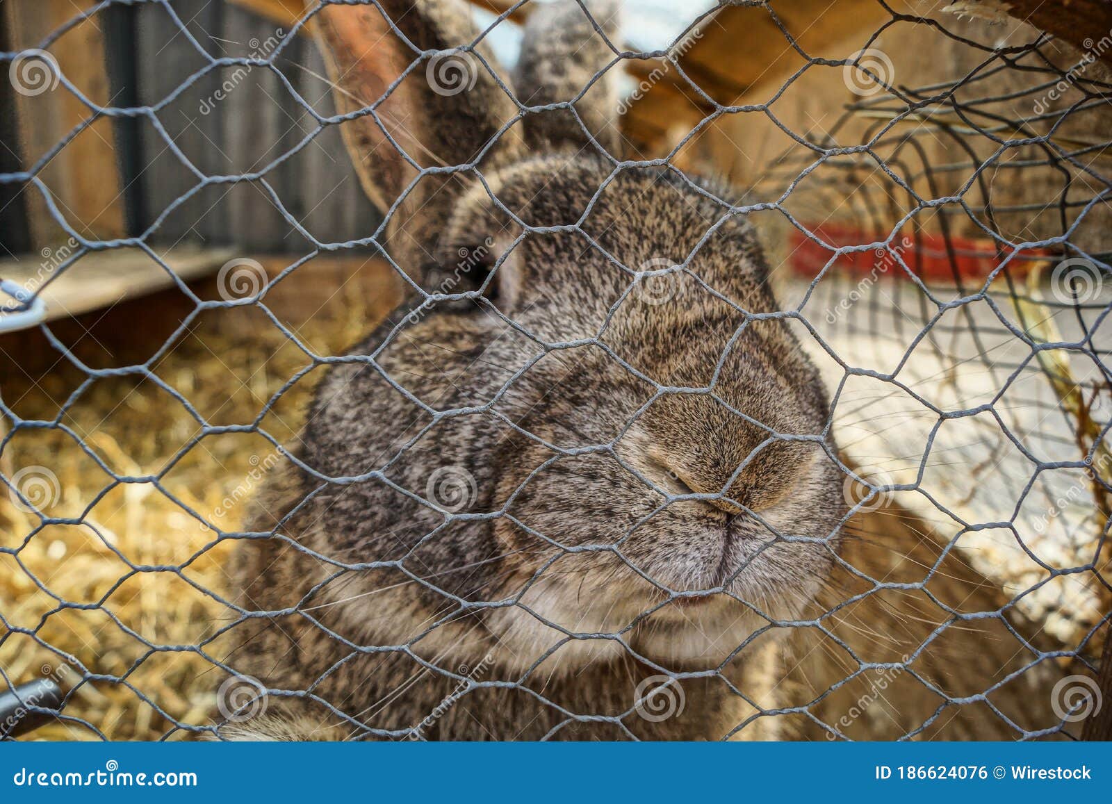 Rabbit Behind The Tree Royalty-Free Stock Photography | CartoonDealer ...