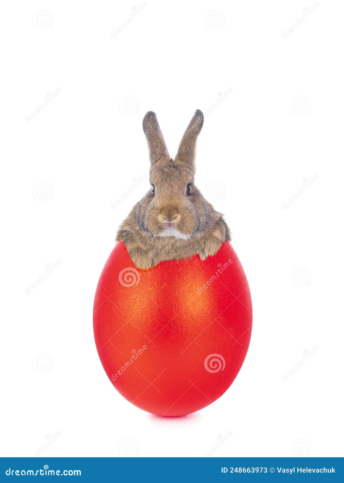 Rabbit Behind The Tree Royalty-Free Stock Photography | CartoonDealer ...