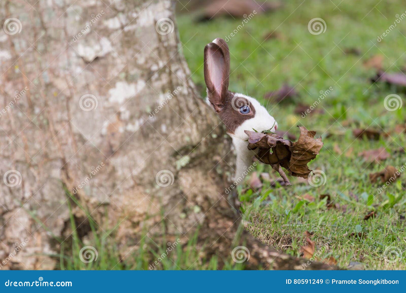 Rabbit Behind The Tree Royalty-Free Stock Photography | CartoonDealer ...