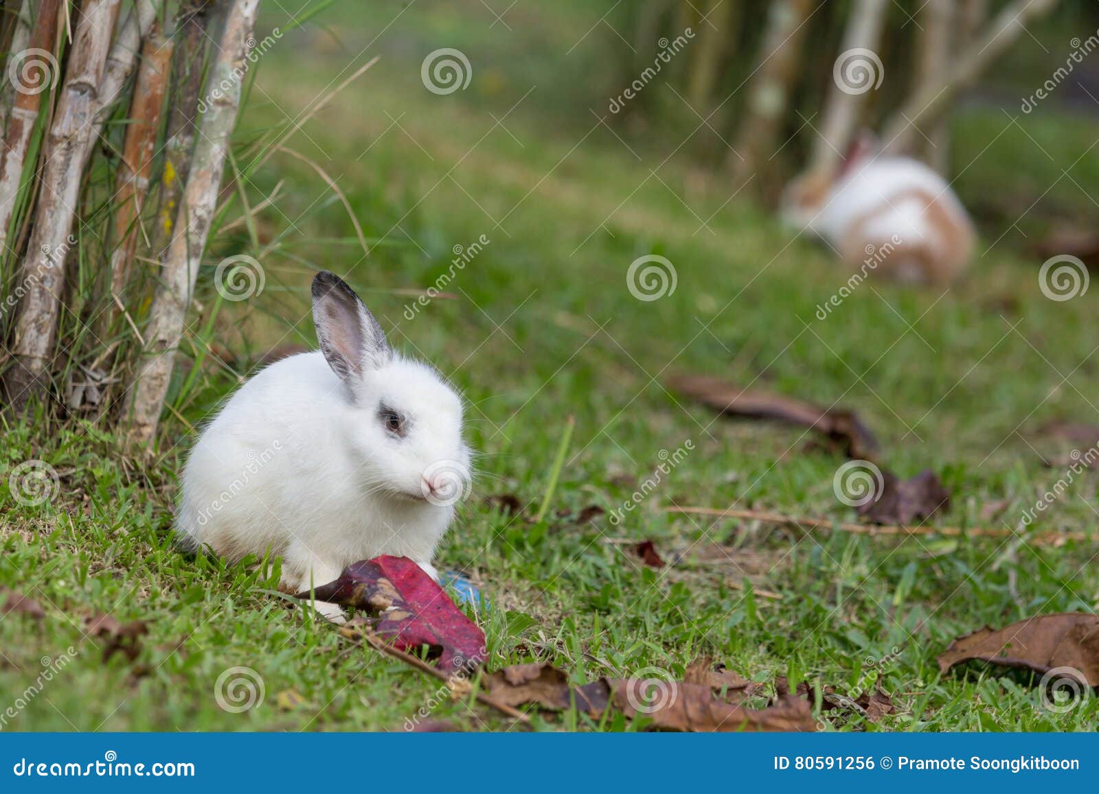 Rabbit Behind The Tree Royalty-Free Stock Photography | CartoonDealer ...