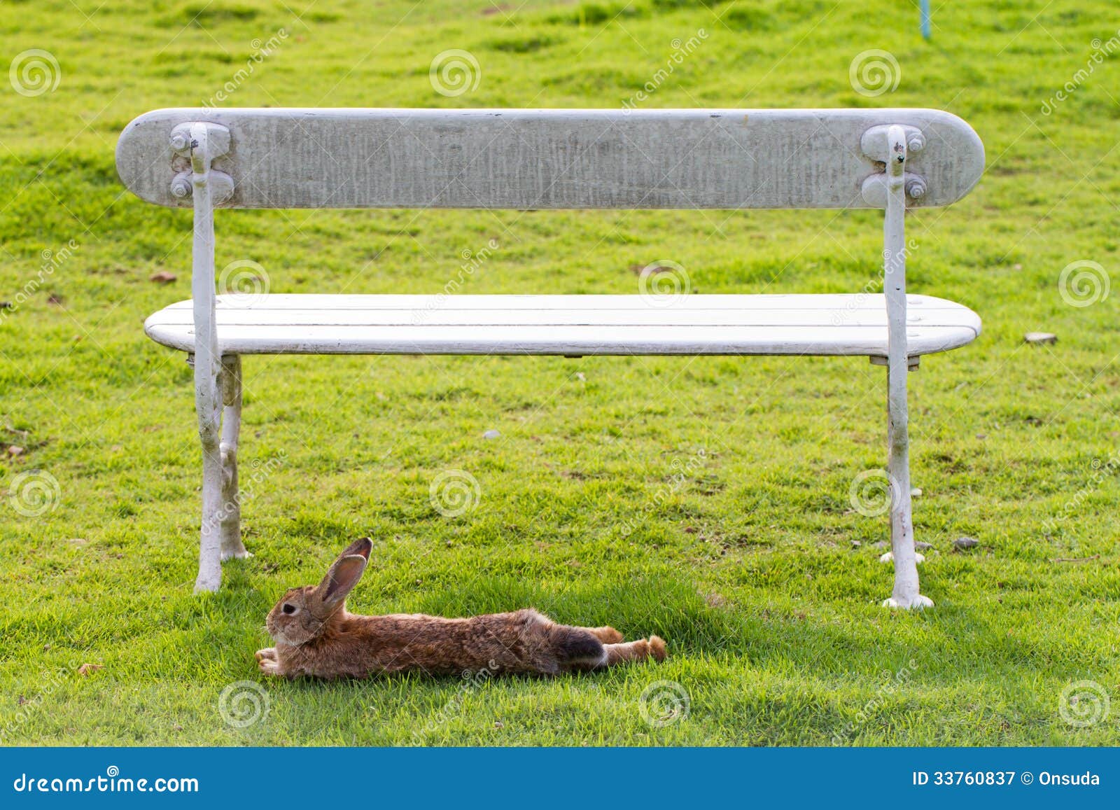 Rabbit and bench stock image. Image of rabbit, fluffy - 33760837