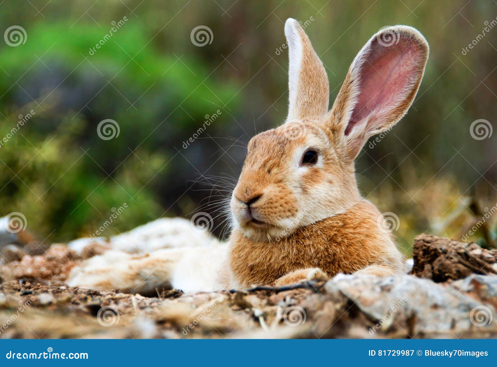 Rabbit with big ears stock image. Image of adorable, beauty - 81729987