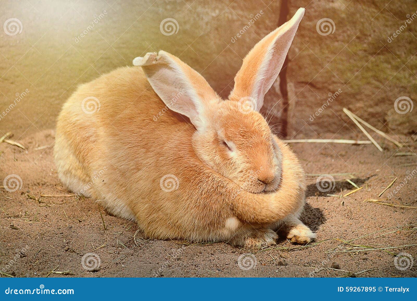 Rabbit stock image. Image of cute, animals, outdoors - 59267895