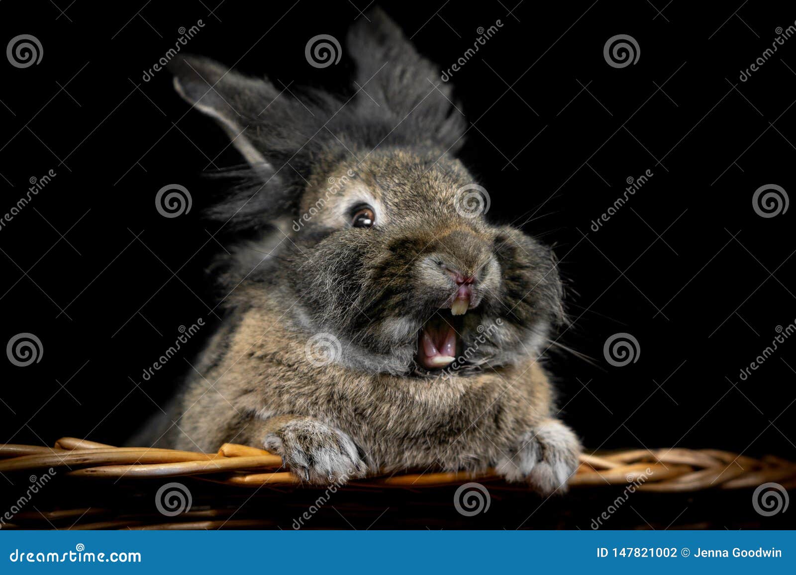 Rabbit On A Black Background Stock Photo - Image of funny, portrait ...