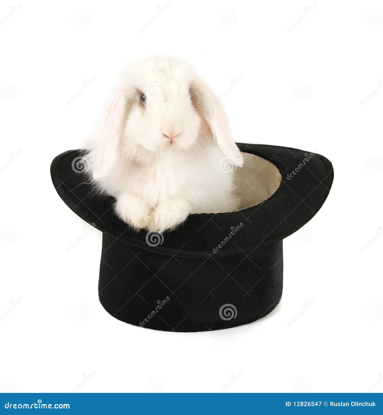 Rabbit and black hat stock image. Image of ears, mammals - 12826547