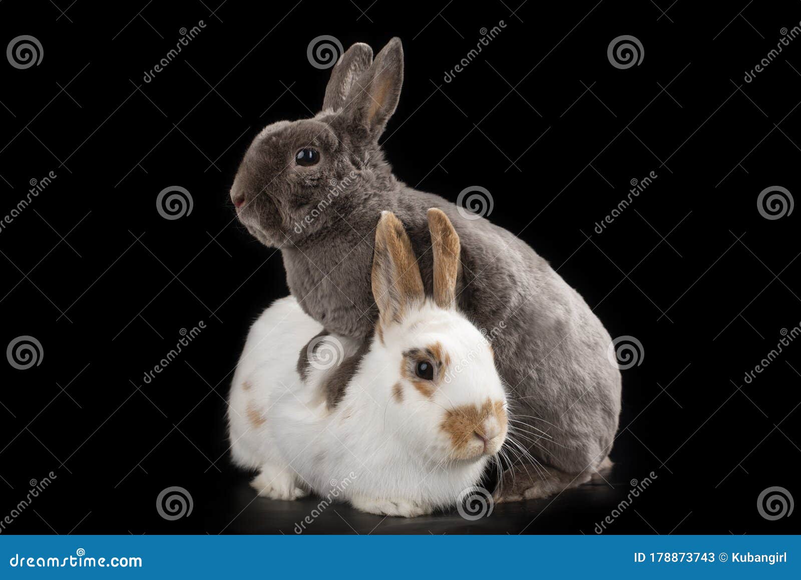 Rabbit on Black Isolated Background Stock Image - Image of animal, feed ...