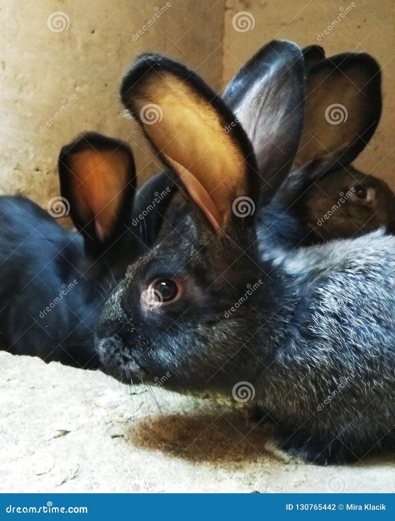 Rabbit stock photo. Image of black, long, animals, ears - 130765442