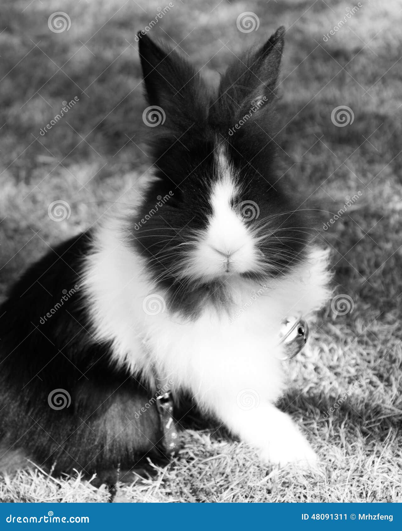 Rabbit stock image. Image of original, life, accompany - 48091311