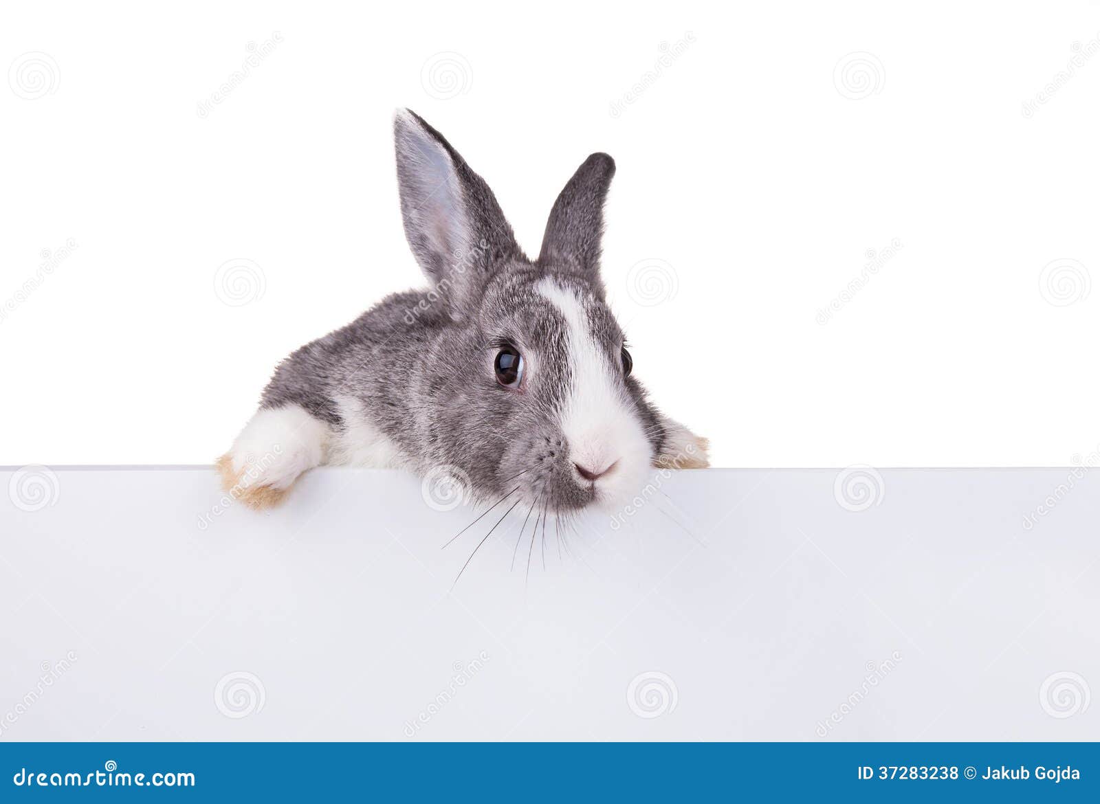 Rabbit with Blank Sheet on White Background Stock Photo - Image of ...