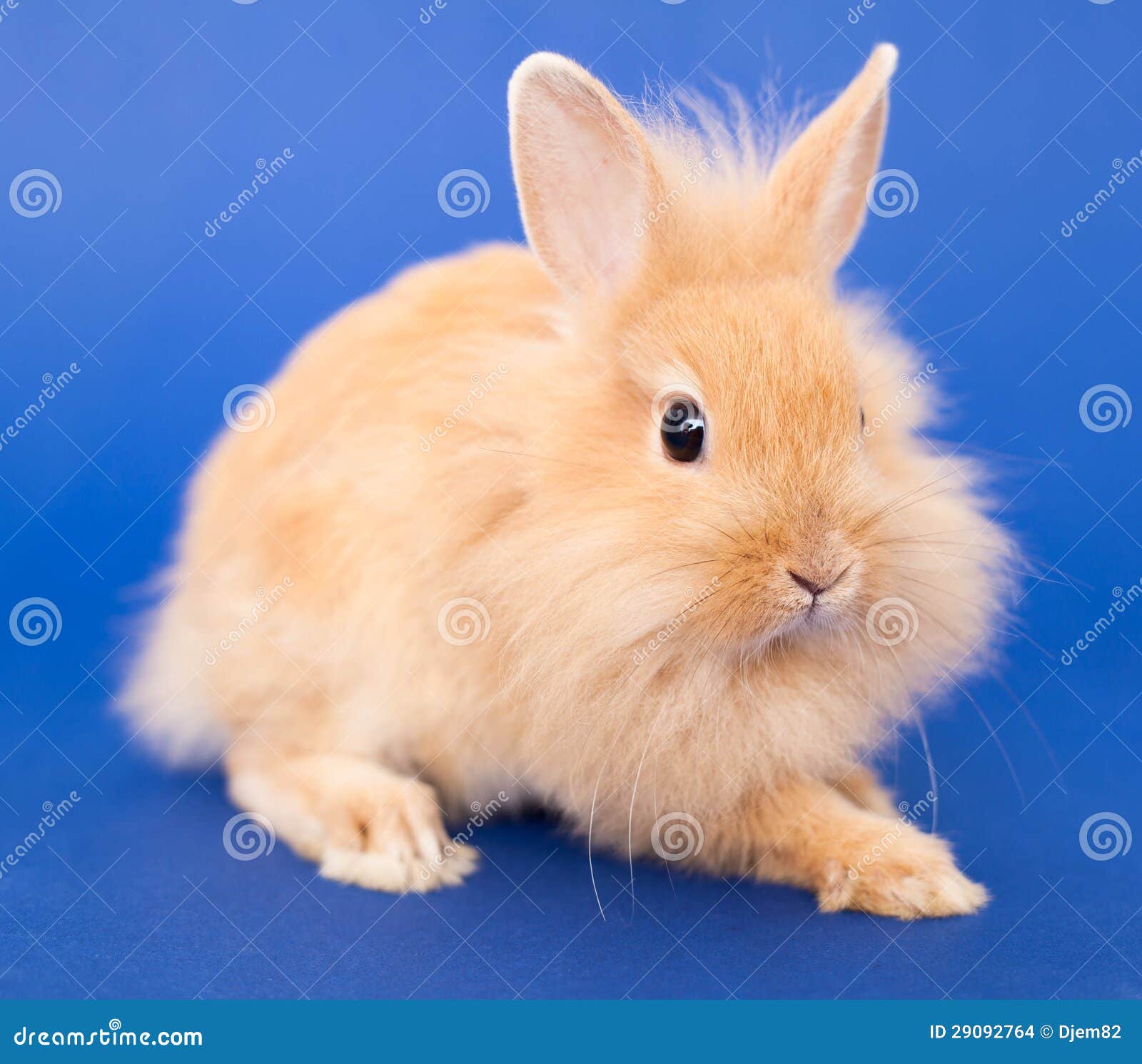 Rabbit on Blue stock photo. Image of background, cuddly - 29092764