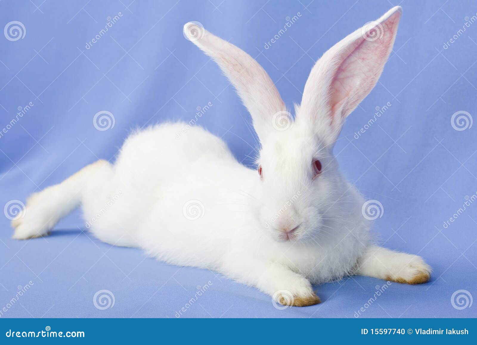 Rabbit on a Blue Background Stock Photo - Image of dwarf, farm: 15597740