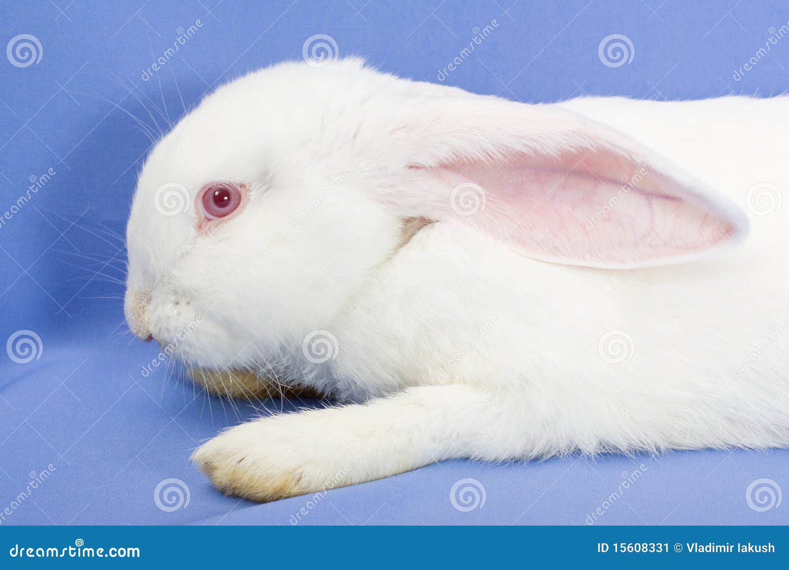 Rabbit on a Blue Background Stock Image - Image of pets, celebratory ...
