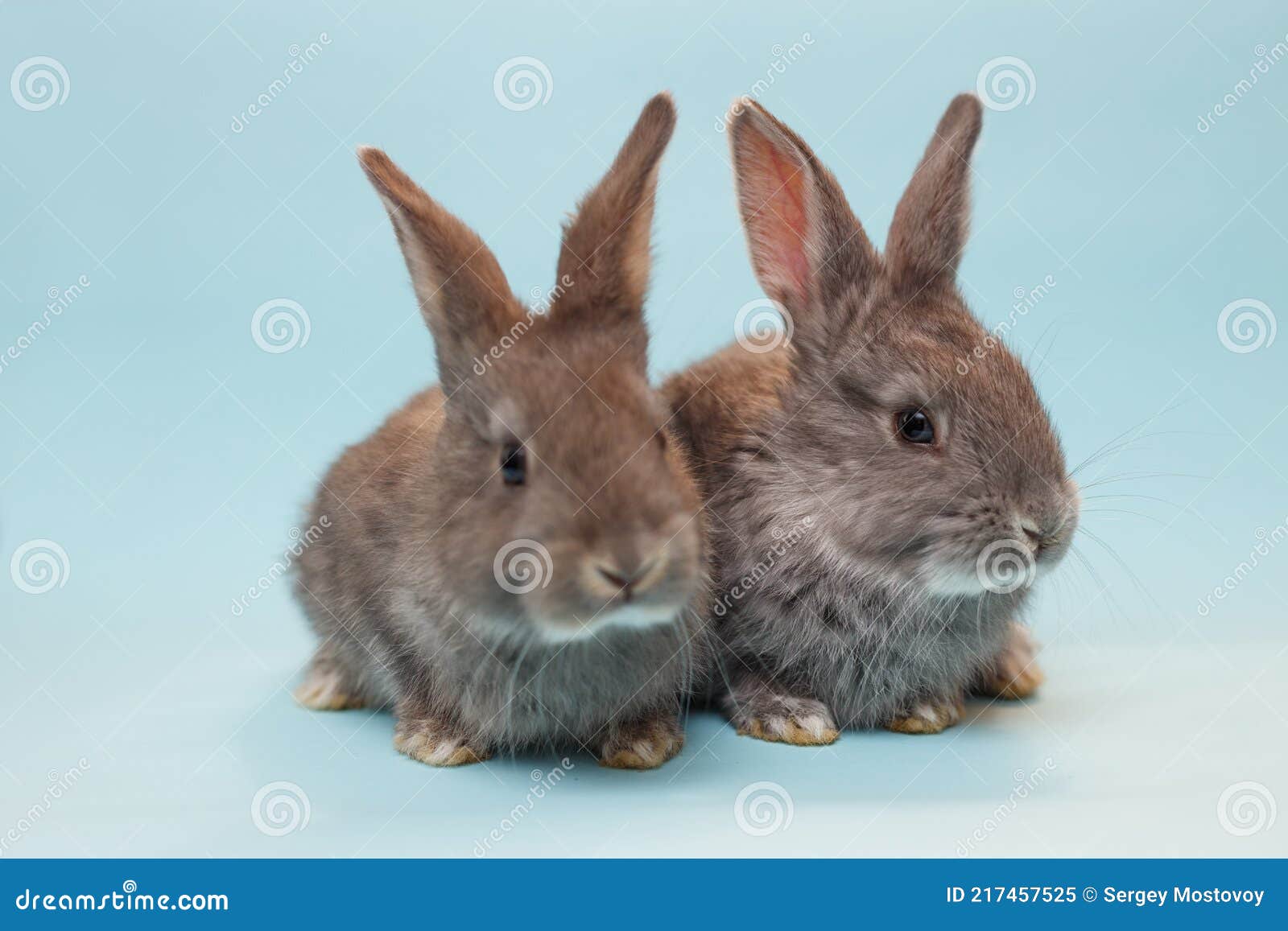 Rabbit on a Blue Background Stock Image - Image of furry, lying: 217457525