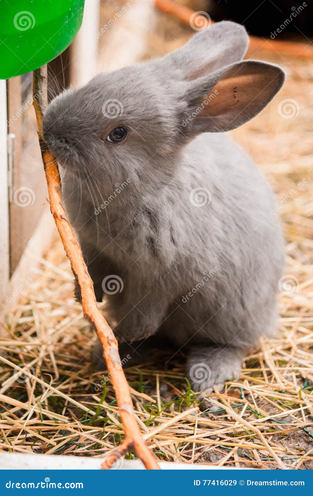 Rabbit stock image. Image of bunny, blue, french, young - 77416029