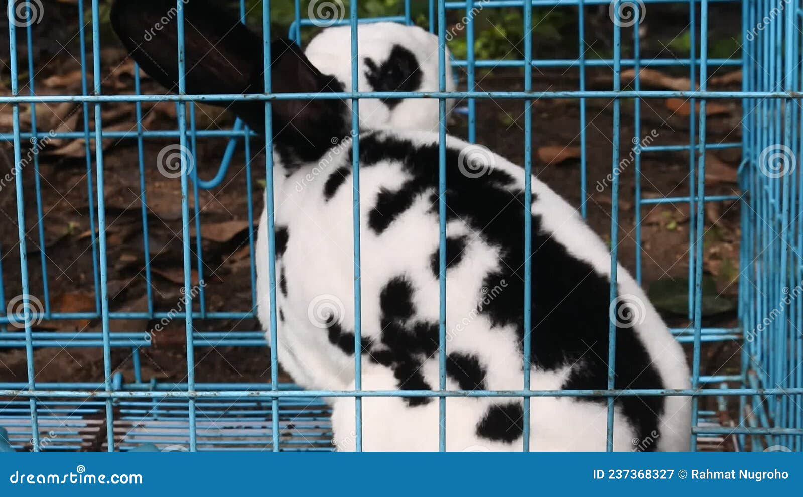 Video of Cute White Rabbit in a Grid of Boxes. Stock Video - Video of ...