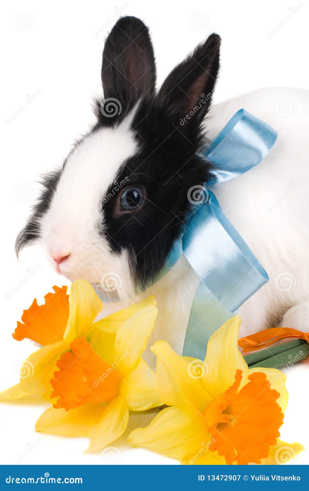 Rabbit with Blue Ribbon and Bouquet of Yellow Narc Stock Image - Image ...