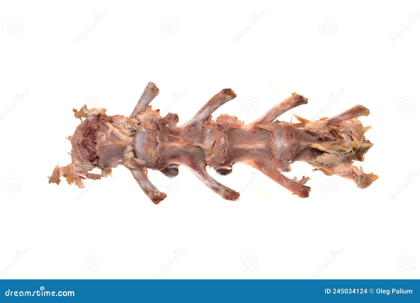 Rabbit Skull On Black Background Stock Photography | CartoonDealer.com ...