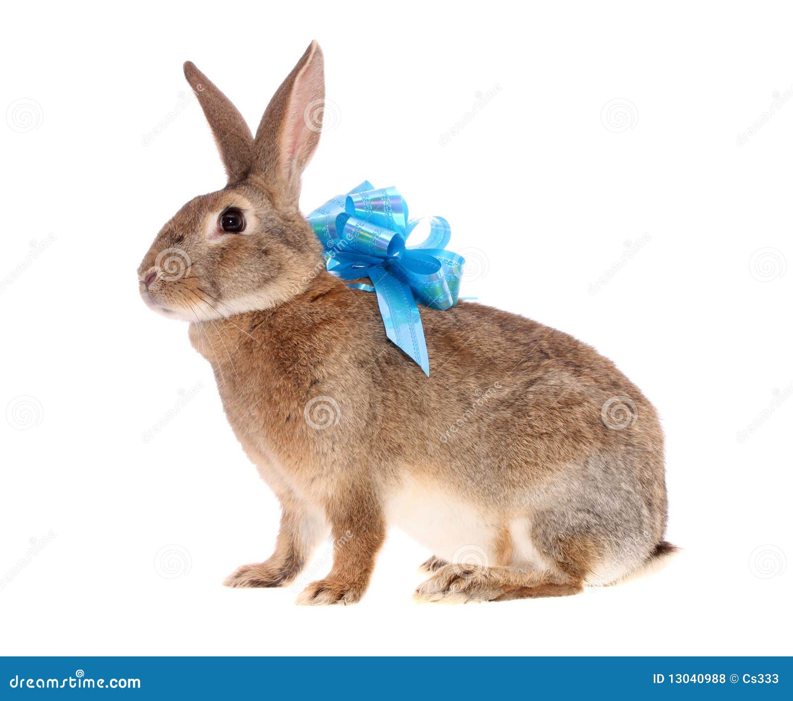 Rabbit about a bow. stock photo. Image of fluffy, animal - 13040988