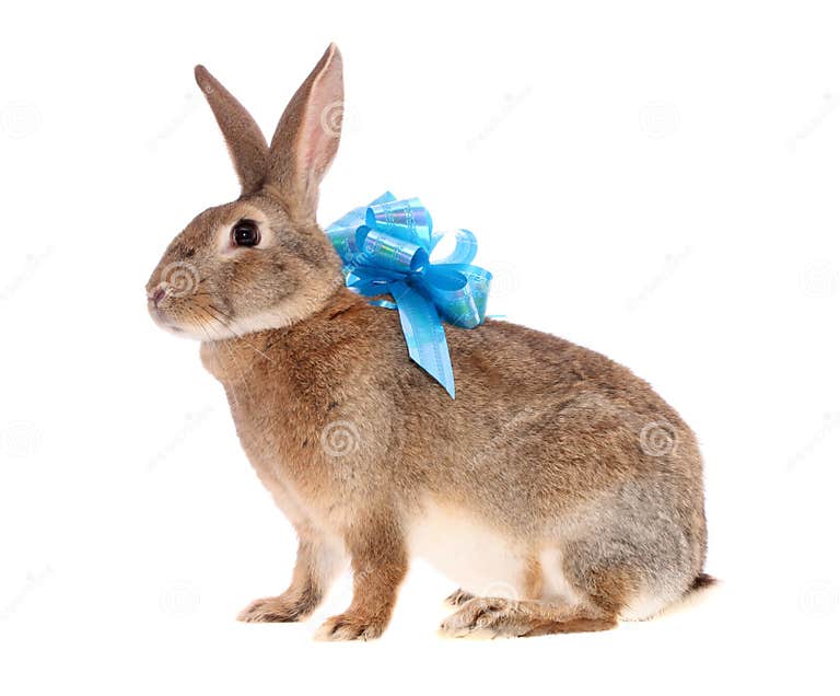 Rabbit about a bow. stock photo. Image of fluffy, animal - 13040988