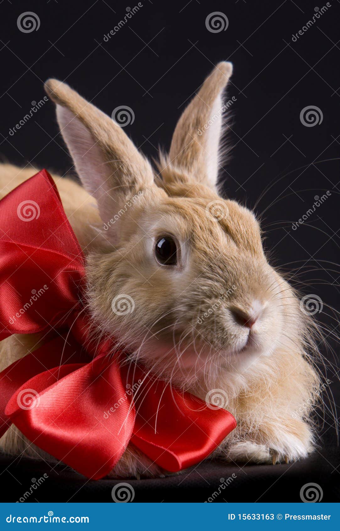 Rabbit with bow stock image. Image of gift, decorative - 15633163