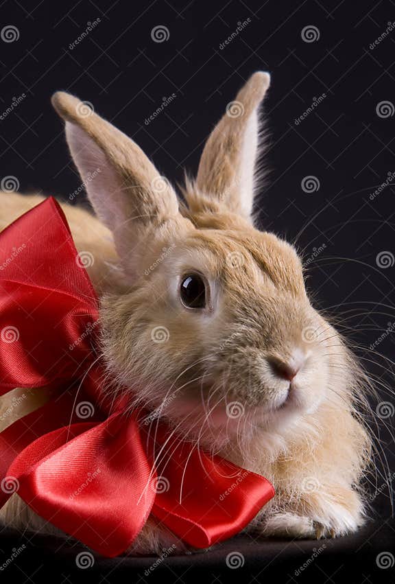 Rabbit with bow stock image. Image of gift, decorative - 15633163