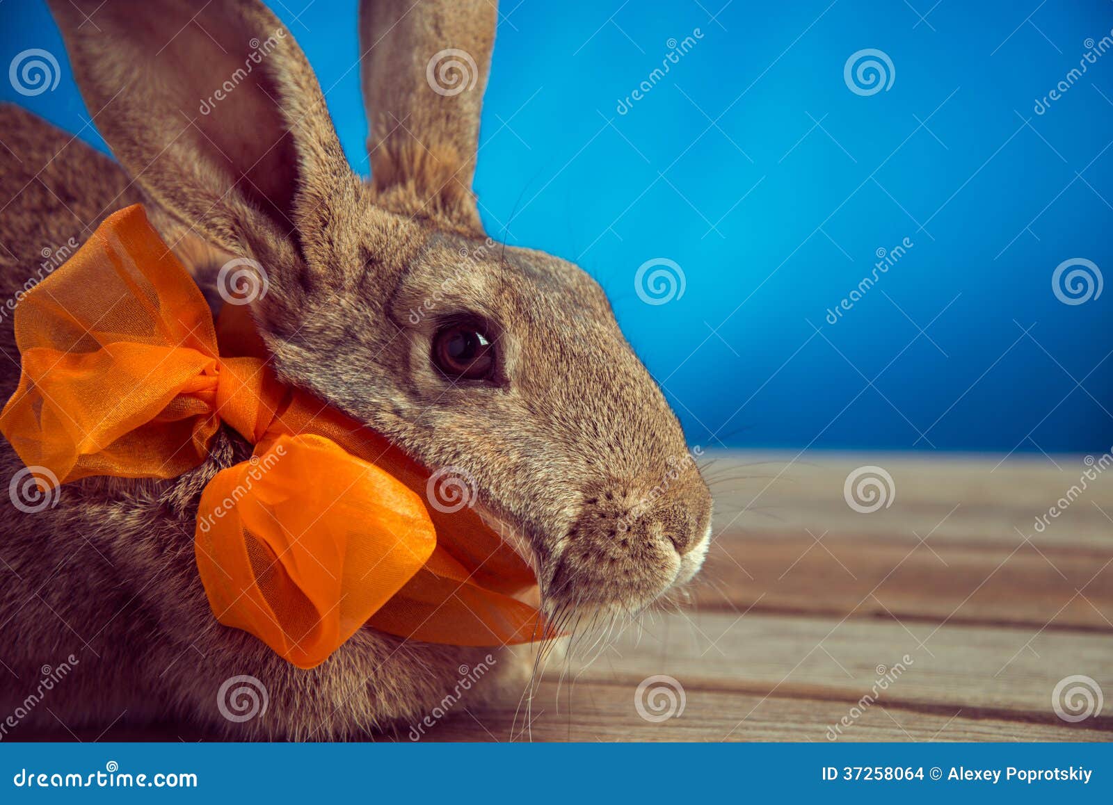 Rabbit with a bow stock photo. Image of closeup, color - 37258064