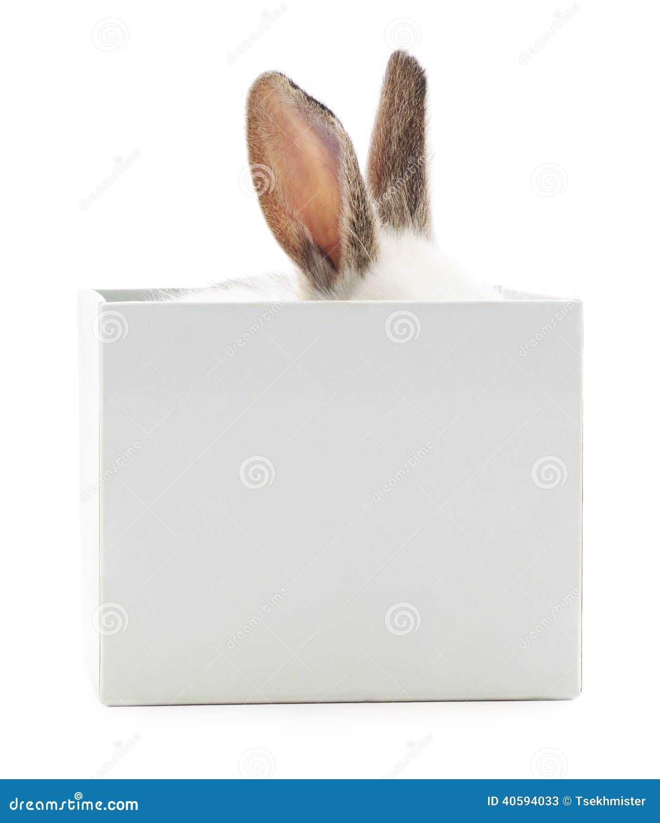 Rabbit in box. stock image. Image of pets, nature, mammals - 40594033