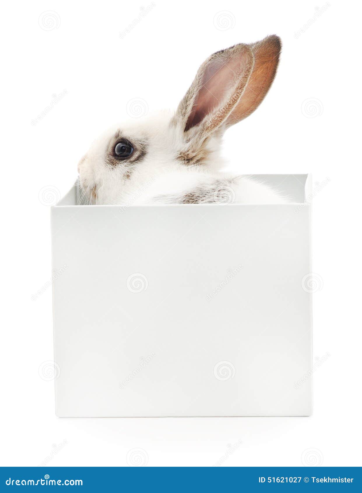 Rabbit in box. stock image. Image of gift, cute, small - 51621027