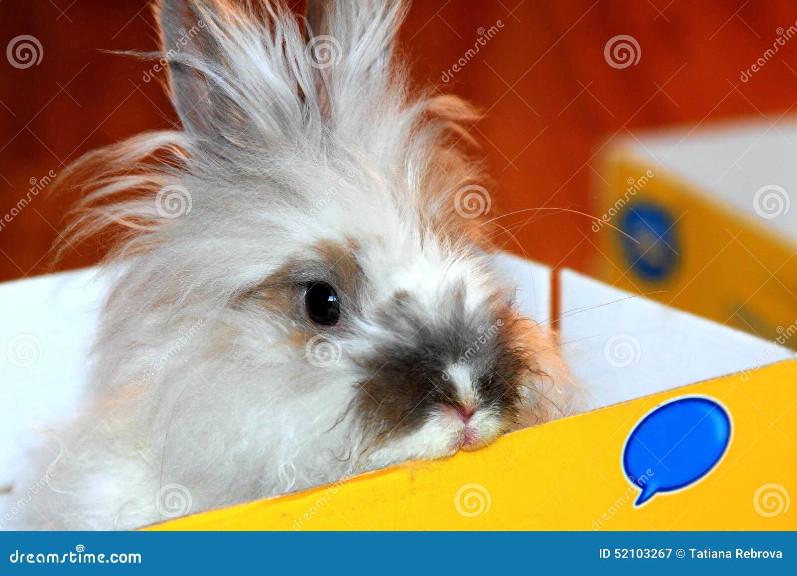 Rabbit in a box. stock image. Image of shaggy, ears, snout - 52103267