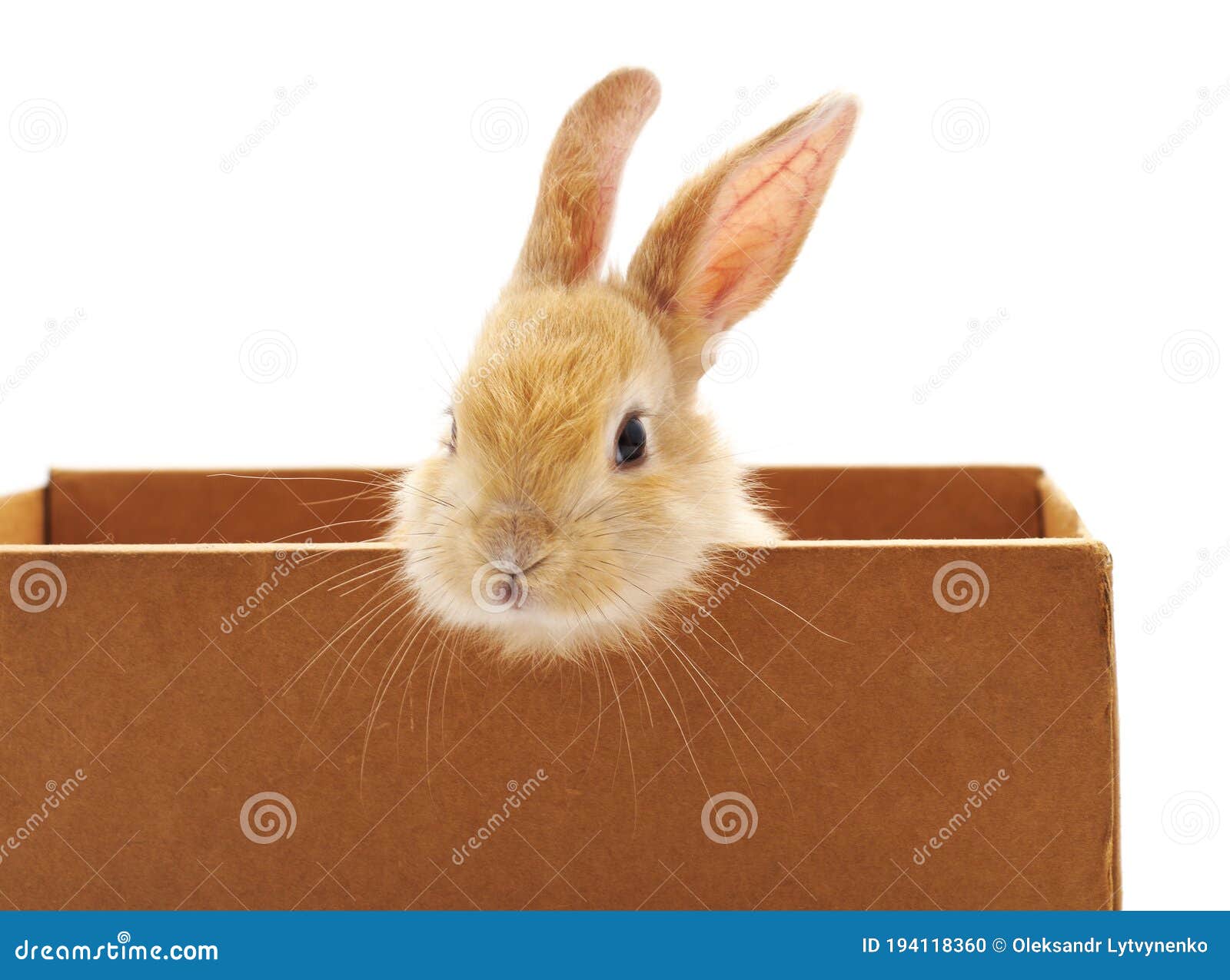 Rabbit in the box stock photo. Image of young, panel - 194118360
