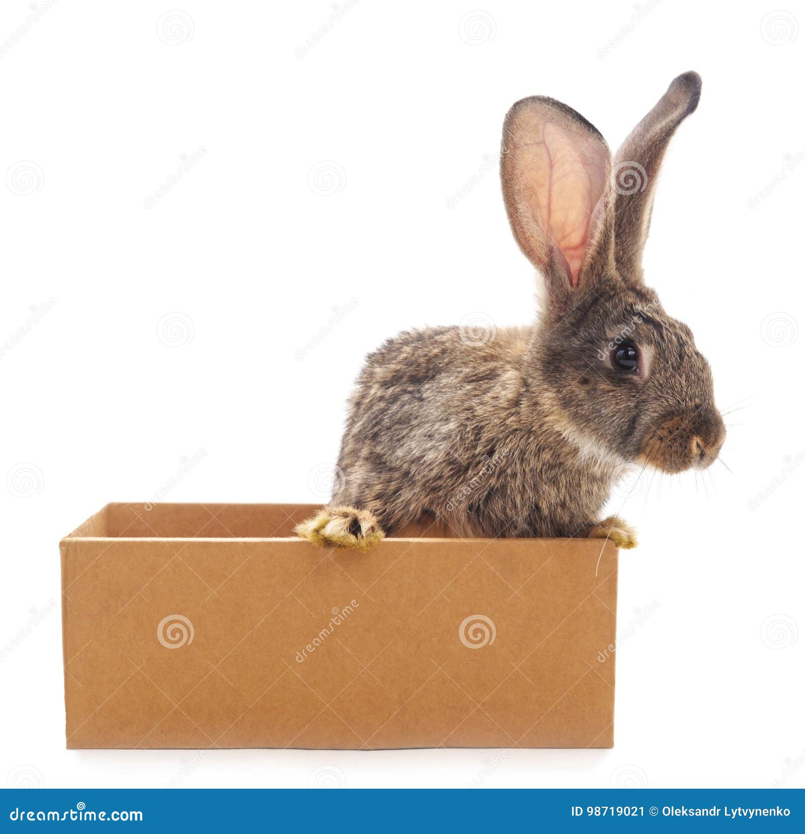 Rabbit in a box. stock image. Image of young, mammal - 98719021
